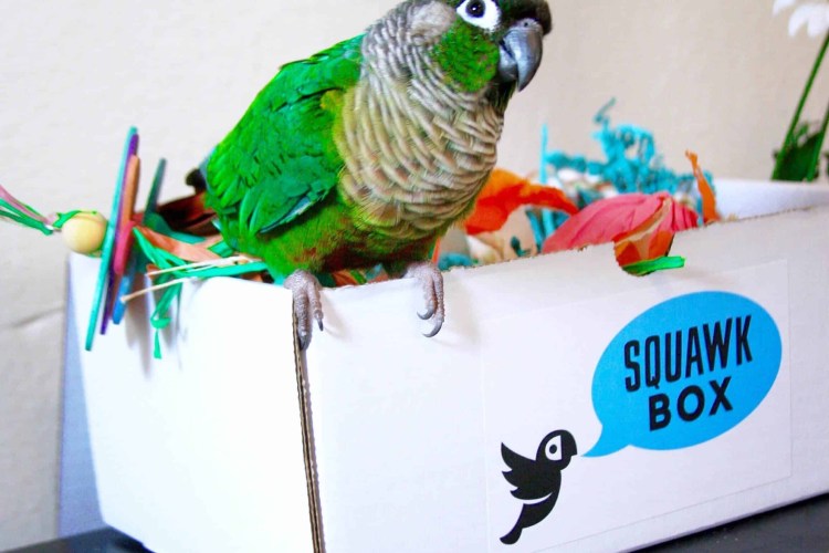 Budgie Box Reviews: Get All The Details At Hello Subscription!