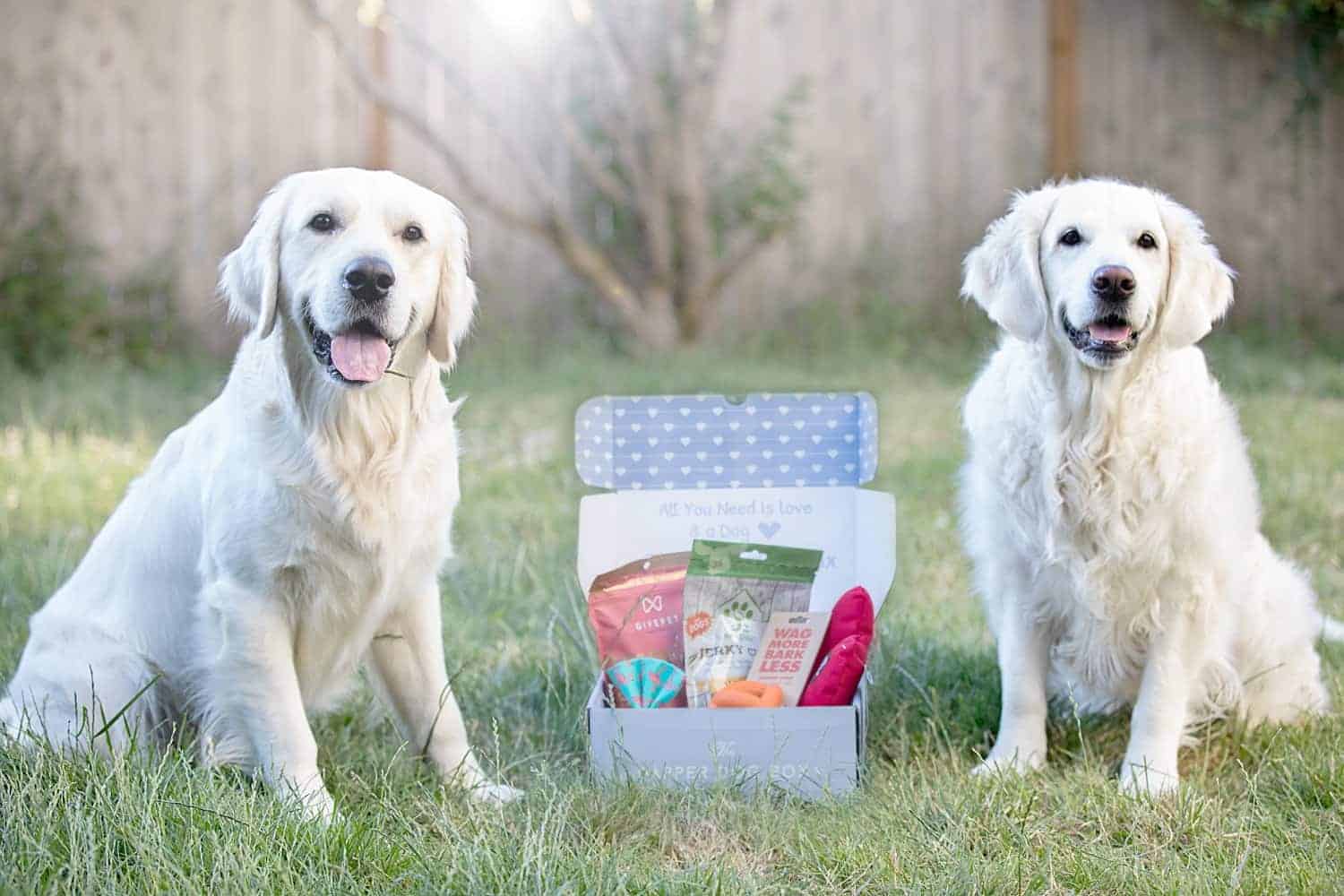 The Dapper Dog Box Reviews: Get All The Details At Hello Subscription!