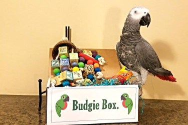 Budgie Box Reviews: Get All The Details At Hello Subscription!