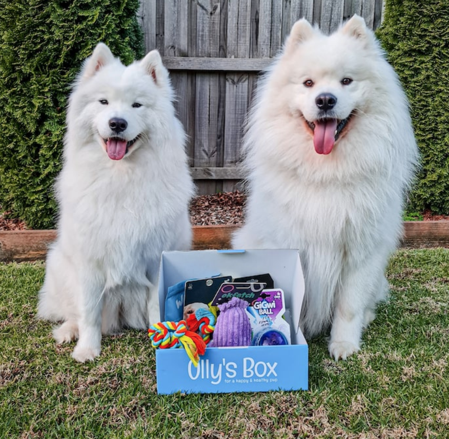 Olly's Box Reviews: Get All The Details At Hello Subscription!