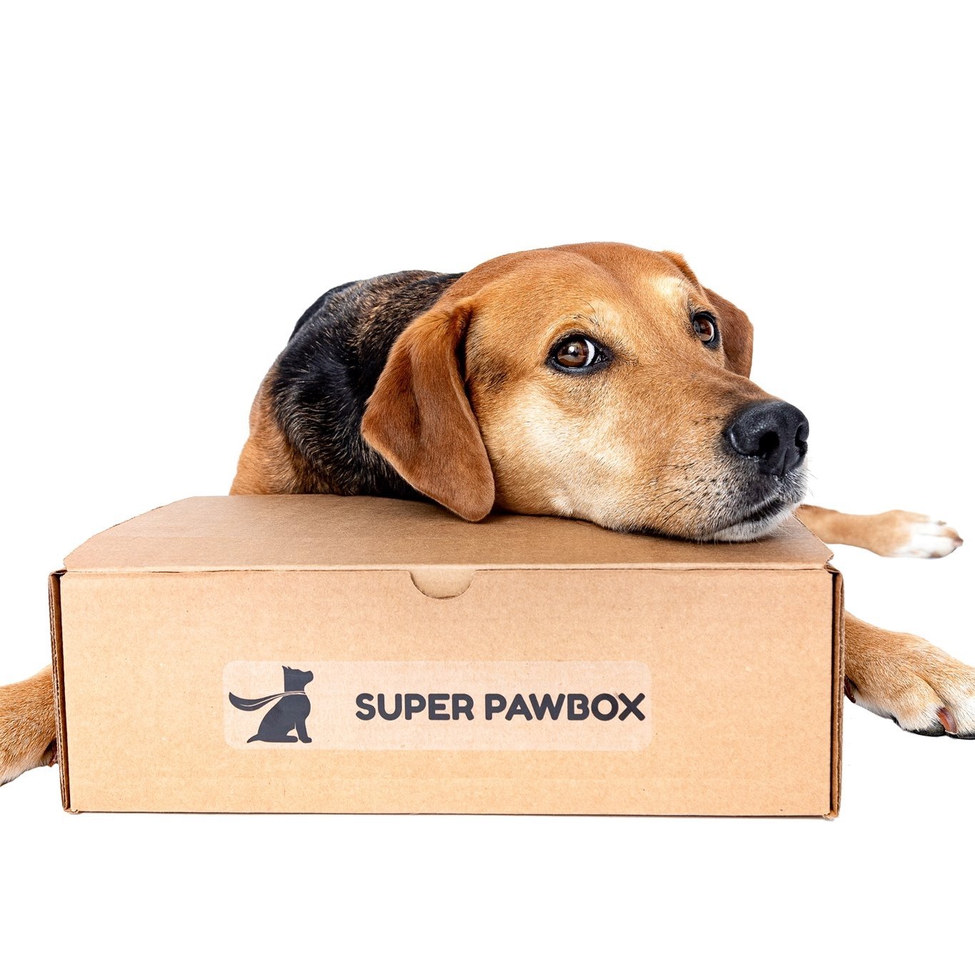 Super PawBox Reviews: Get All The Details At Hello Subscription!