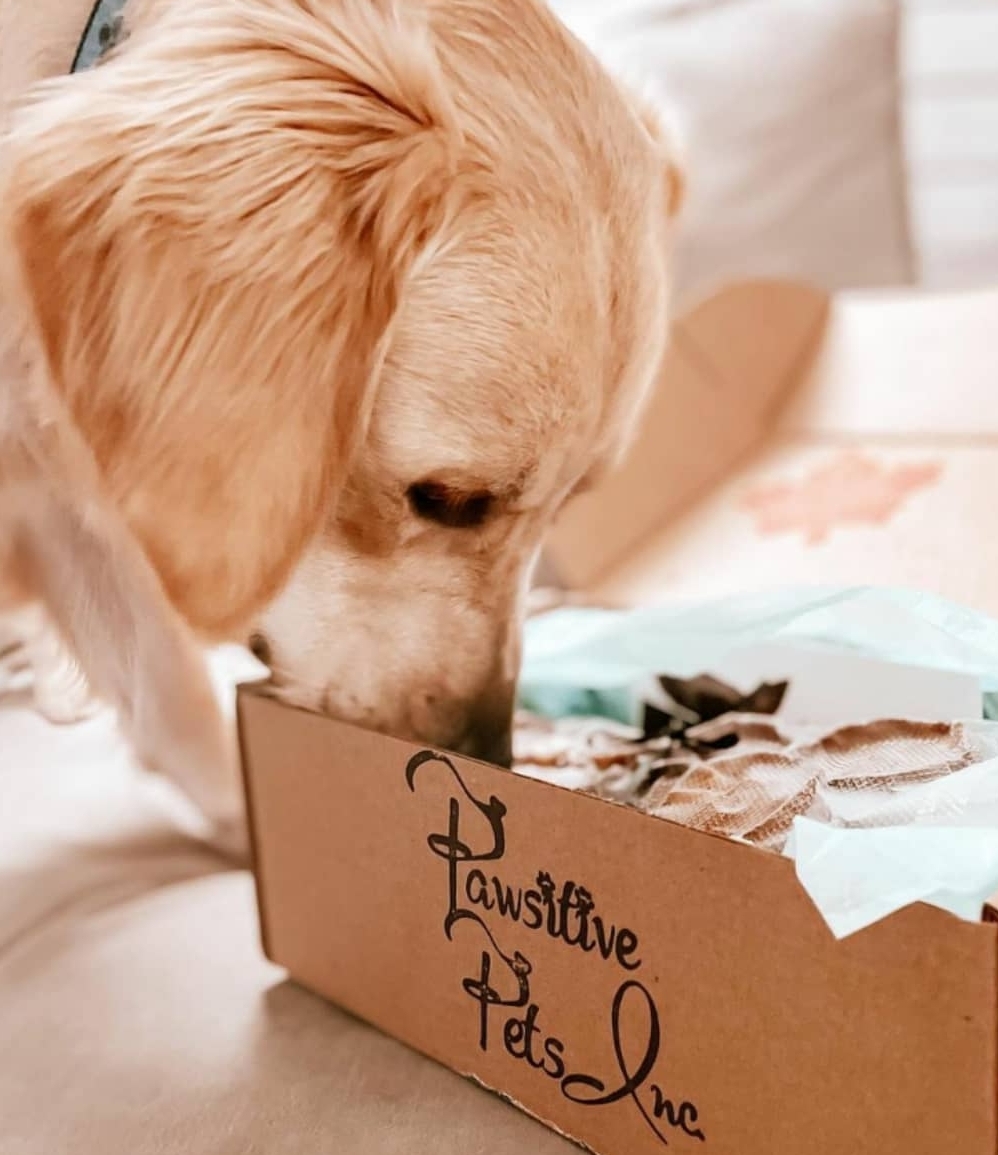 Pawsitive Pets Reviews: Get All The Details At Hello Subscription!
