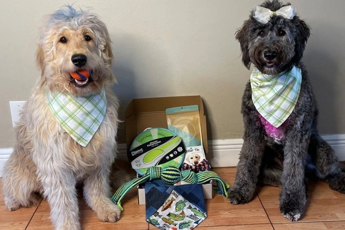 All Tails Wag Reviews: Get All The Details At Hello Subscription!